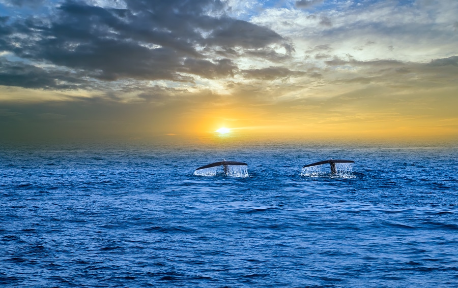 This is the Best Place For Whale Watching in Sequim, Washington